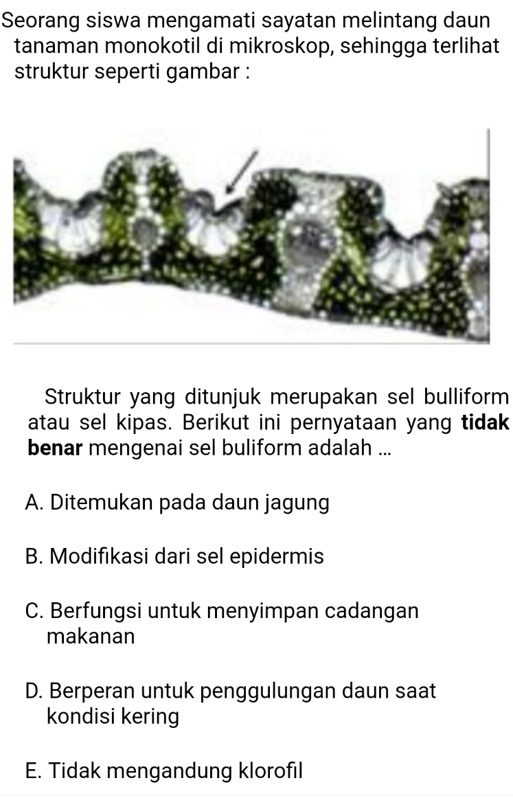 Seorang siswa mengamati sayatan melintang daun tana - Tanya MIPI